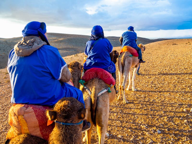 Camel Excursion through the Desert in Marrakech Morocco Editorial Stock ...