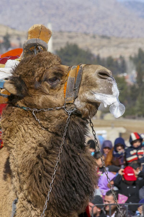 Camel. stock image. Image of festival, face, aegean - 206947805