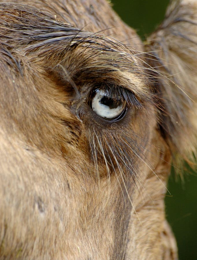 Camel eye stock photo. Image of wildlife, eyelashes, lashes - 6274138
