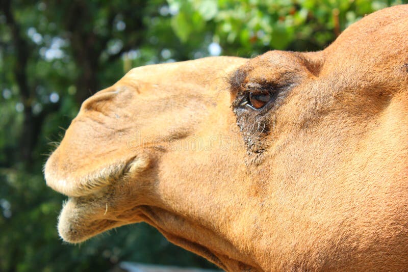 Camel eyes stock image. Image of wildlife, sight, camel - 57693215