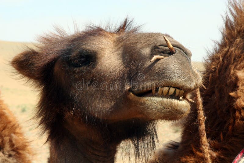 Camel Face stock image. Image of breath, portrait, animal - 24787801
