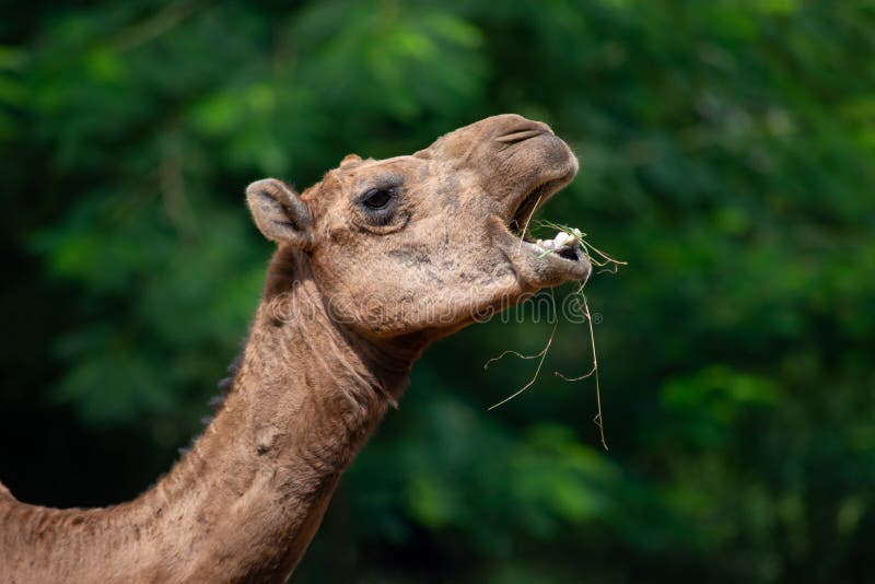Camel face stock photo. Image of fauna, asian, livestock - 152442492