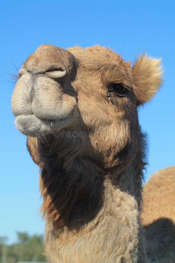 Roo Face stock image. Image of jumping, hopping, nose - 37655879