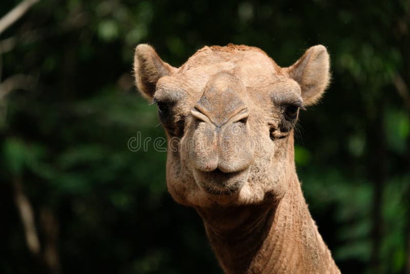 Camel face stock image. Image of wildlife, cute, camel - 21547329