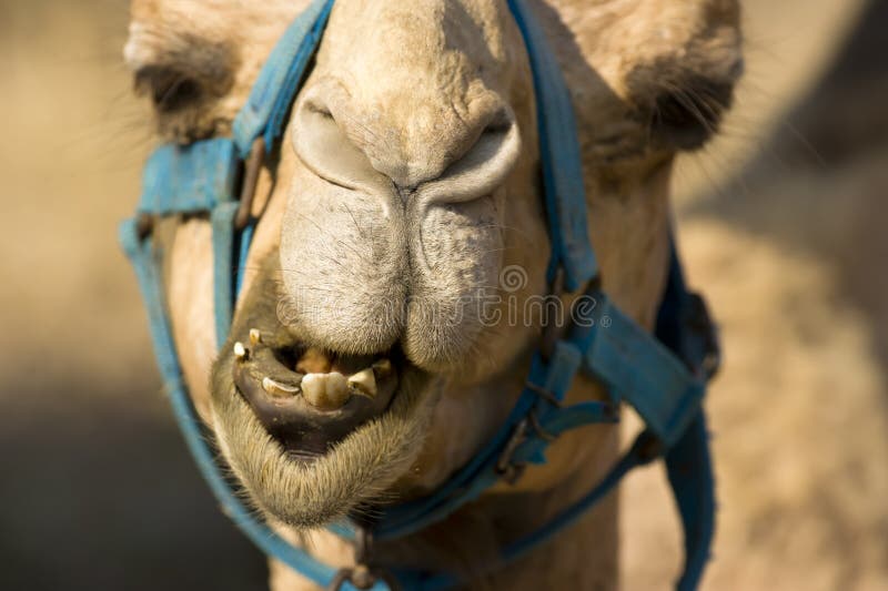 Camel stock image. Image of face, teeth, camels, fauna - 54055869