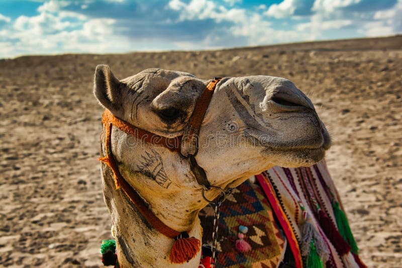 Camel Face in Egypt stock image. Image of giza, destination - 121125421