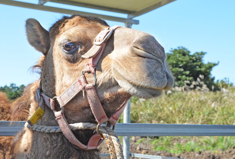 Camel face stock photo. Image of mammal, animal, cute - 49534354