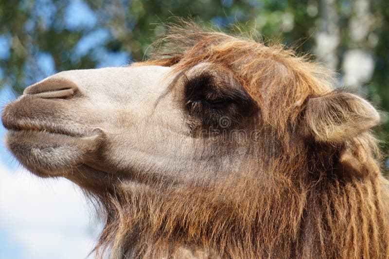 276 Side Face Camel Photos - Free & Royalty-Free Stock Photos from ...