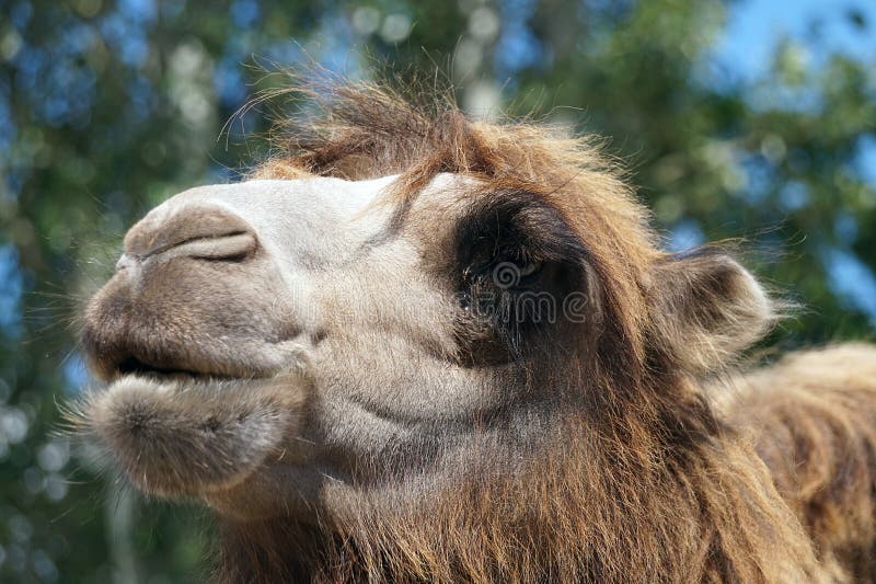 276 Side Face Camel Photos - Free & Royalty-Free Stock Photos from ...