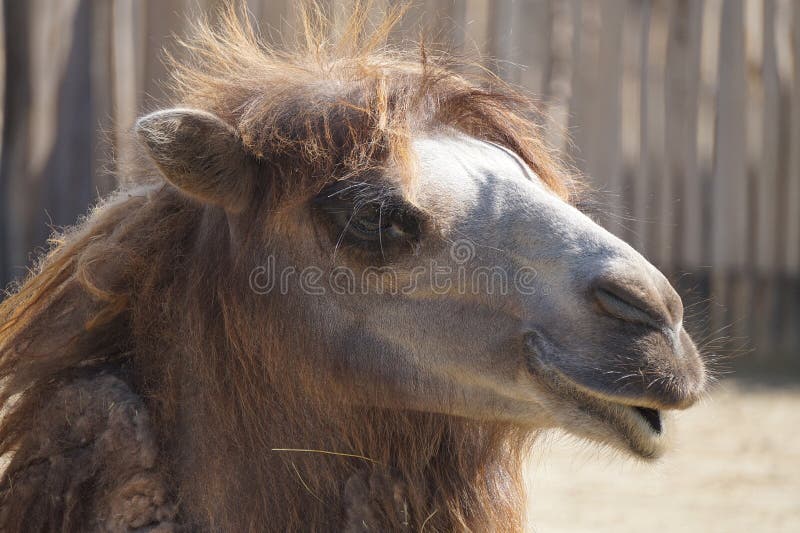 276 Side Face Camel Photos - Free & Royalty-Free Stock Photos from ...