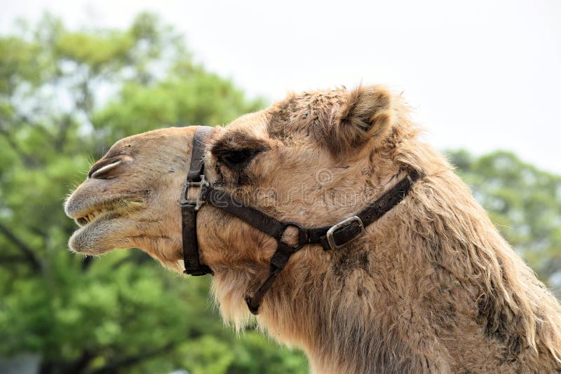 Camel face in macro stock photo. Image of animals, pets - 68940796
