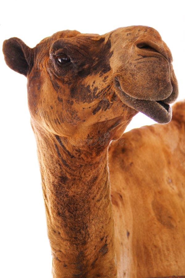 3,736 Camel White Background Photos - Free & Royalty-Free Stock Photos ...