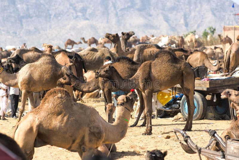 Camels at Pushkar Mela (Pushkar Camel Fair), India Stock Image - Image ...