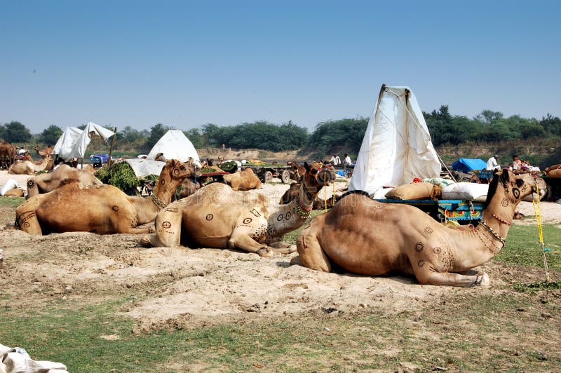 Camel Fair at Vautha, Gujarat, India Editorial Photography - Image of ...