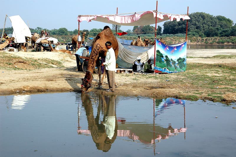 Camel Fair at Vautha, India Editorial Stock Image - Image of water ...