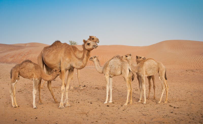 Camel family stock photo. Image of camel, family, desert - 152179338