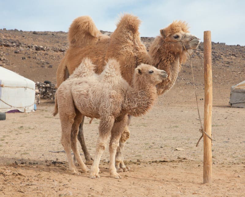 Camel farm stock image. Image of travel, eastern, shaggy - 37935455