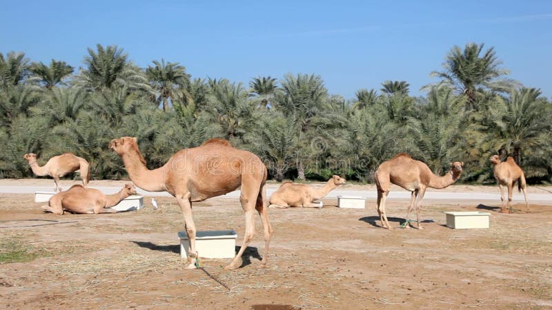 Camel farm stock video. Video of animal, grass, herd - 112938311