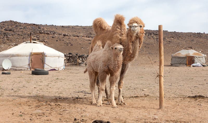 Camel farm stock image. Image of hump, white, desert - 38197161