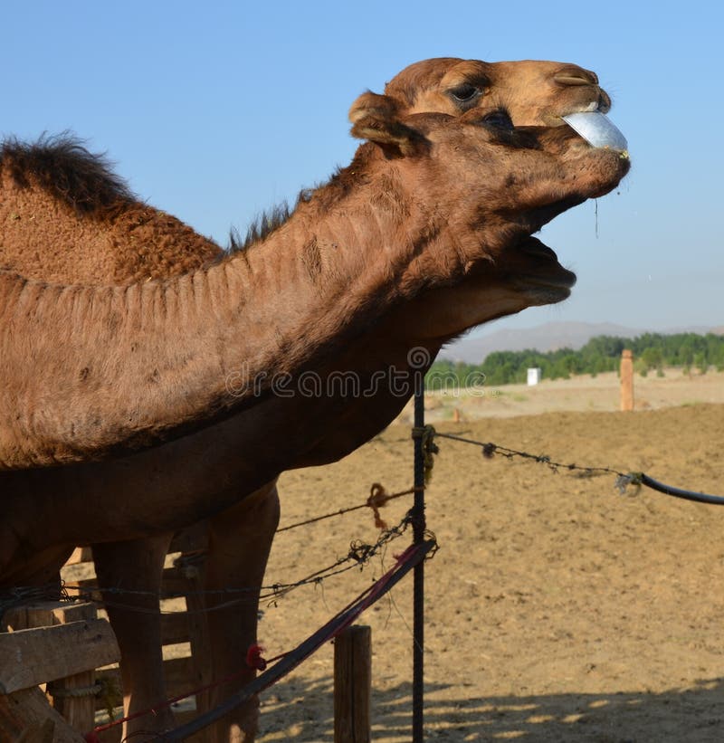 Camel farm stock image. Image of visiting, umrah, camels - 46093173