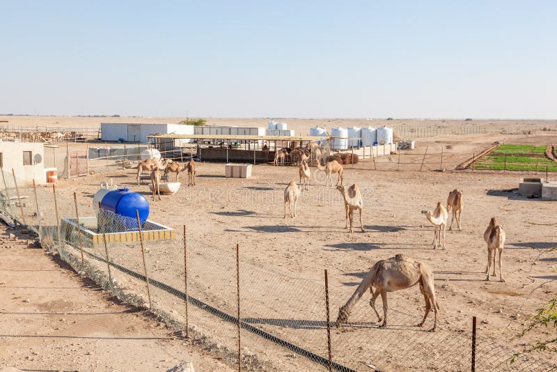 Camel farm in Qatar stock image. Image of qatar, east - 64997315