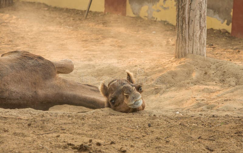 Camel on a Farm in Rajasthan Stock Image - Image of travel, institute ...