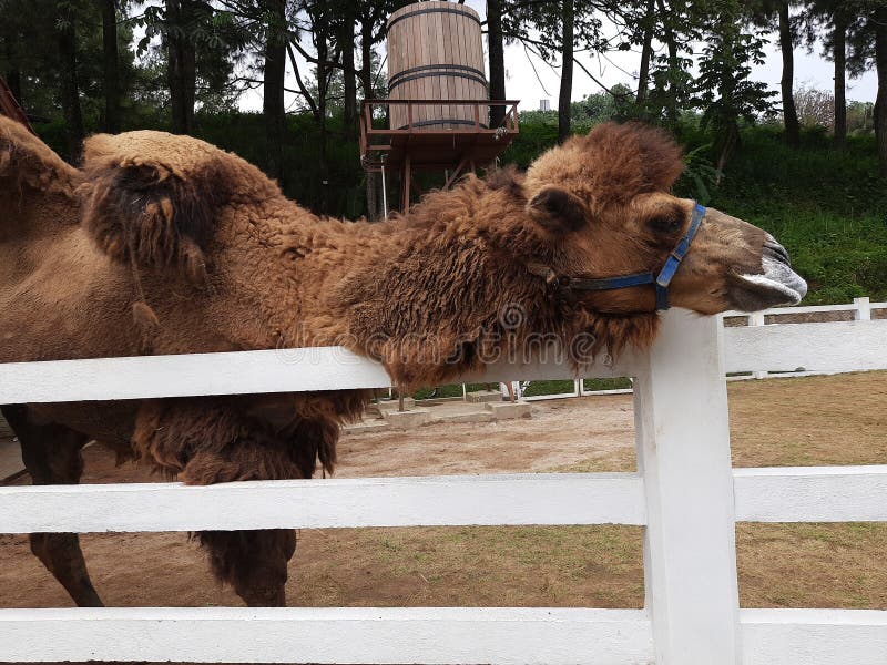 Camel on the Farm in West Java, Indonesia Stock Photo - Image of dubai ...