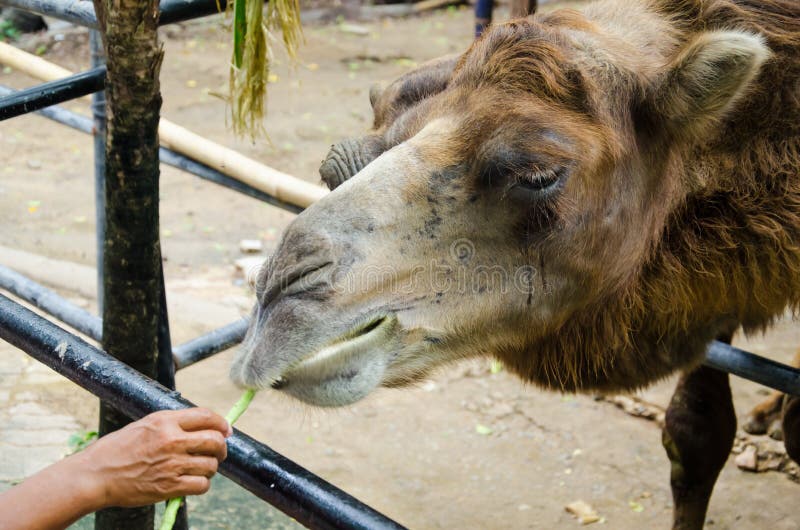 Camel Feeding stock photo. Image of water, grass, silly - 33482290