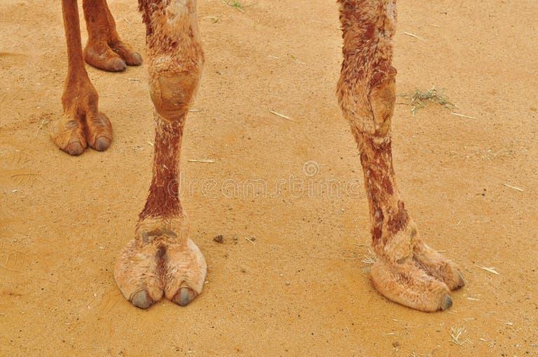 204 Camel Feet Stock Photos - Free & Royalty-Free Stock Photos from ...