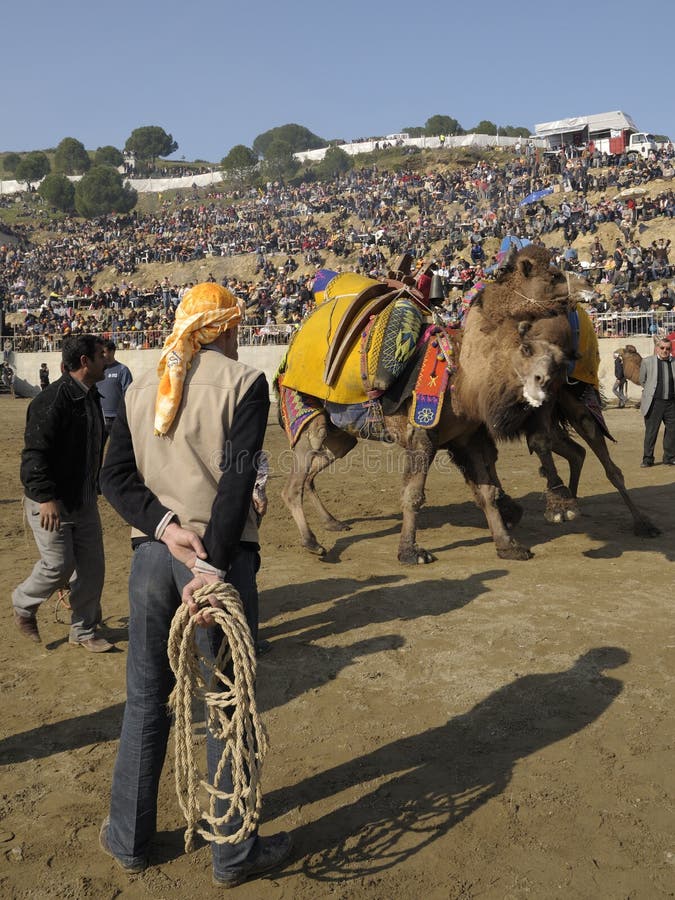 Camel fight editorial photography. Image of animal, rope - 11560072