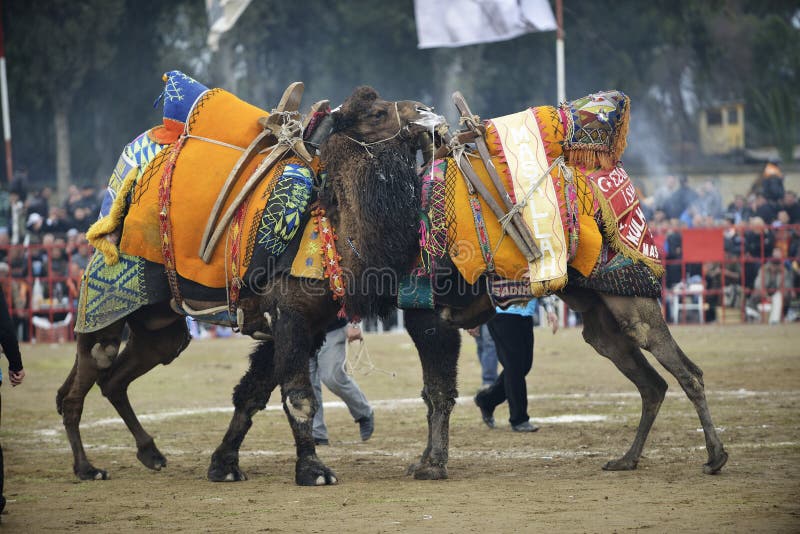 Camel fight editorial photo. Image of aegean, traditional - 29355991