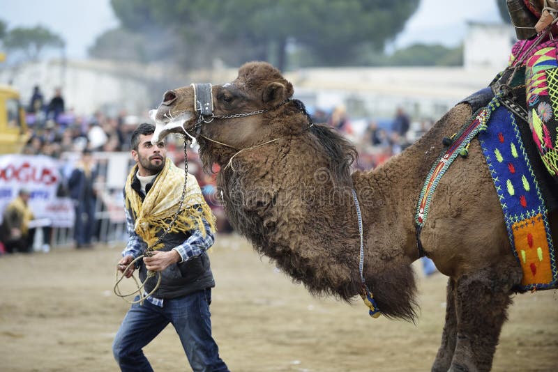 Camel fight editorial photo. Image of aegean, traditional - 29355991