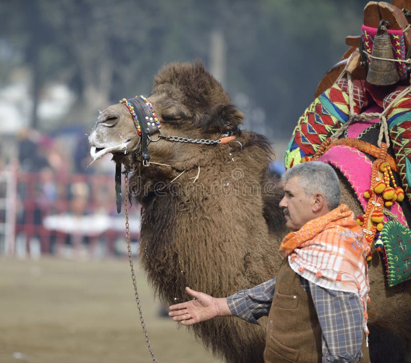 Camel fight editorial photo. Image of aegean, traditional - 29355991