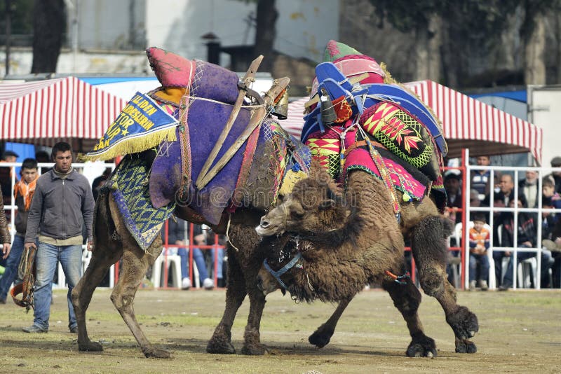 Camel fight editorial photo. Image of aegean, traditional - 29355991