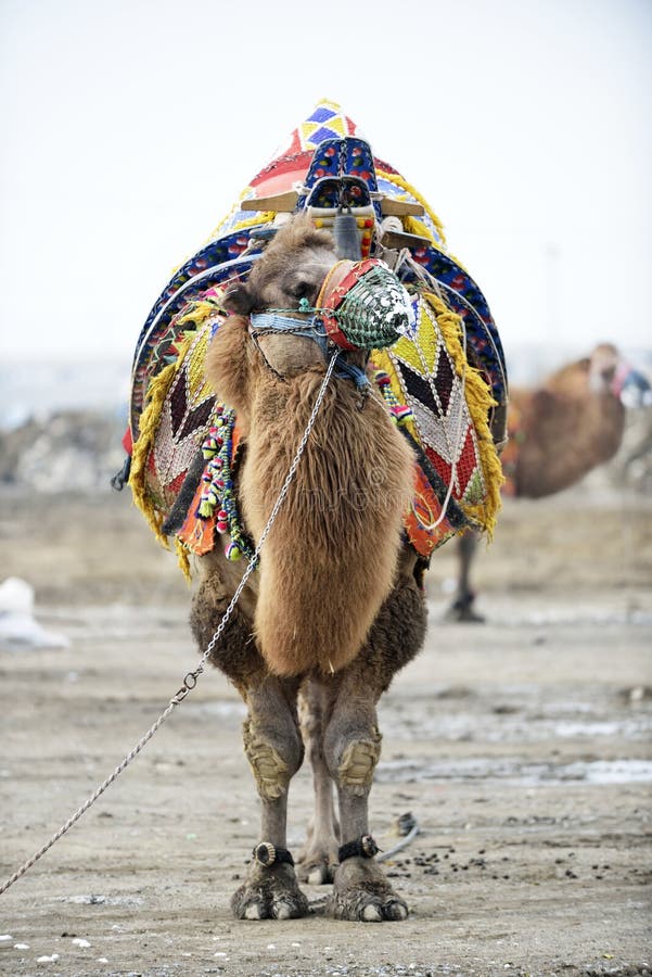 Camel fight editorial image. Image of camel, success - 29356070