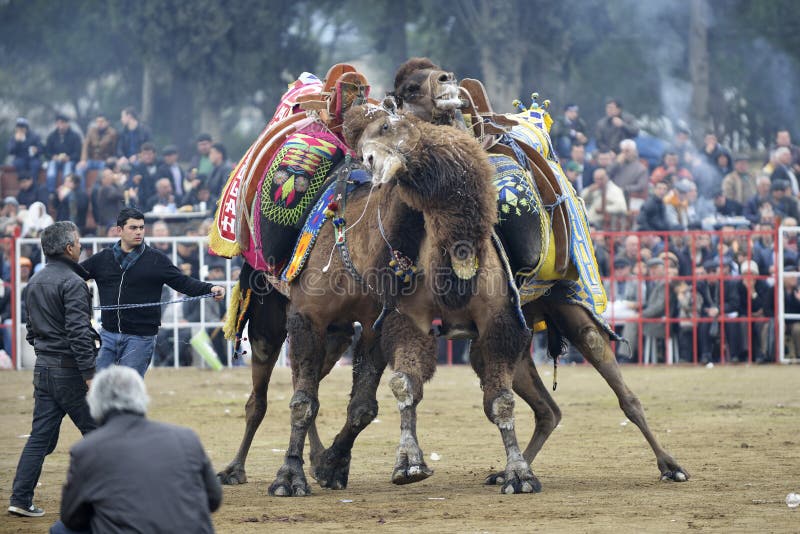 Camel fight editorial photography. Image of animal, competition - 29356597