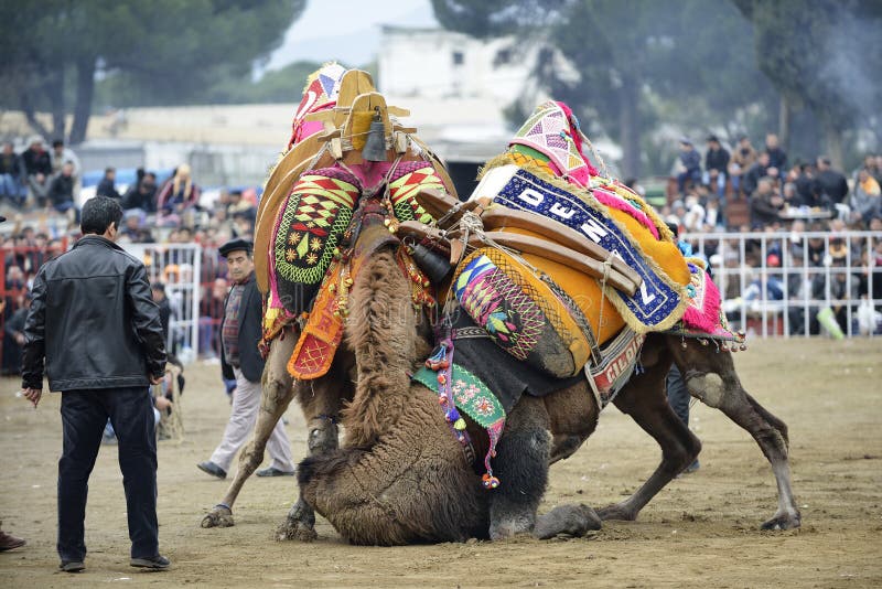 Camel fight editorial photography. Image of competition - 29356657