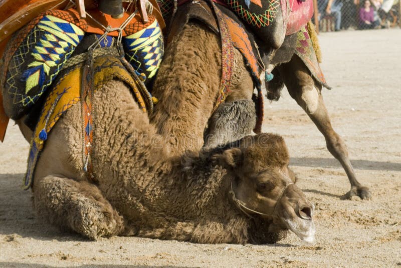 Camel fight stock image. Image of event, turkey, culture - 9113295