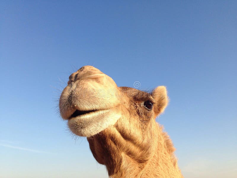 Camel stock photo. Image of smiling, dubai, desert, hatta - 82233486