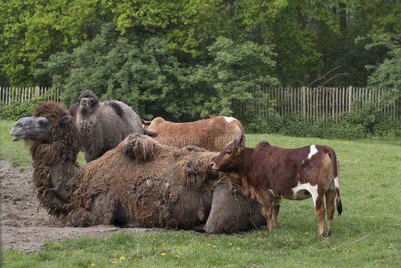 Camel with cows grazing stock photo. Image of bovine - 101866846