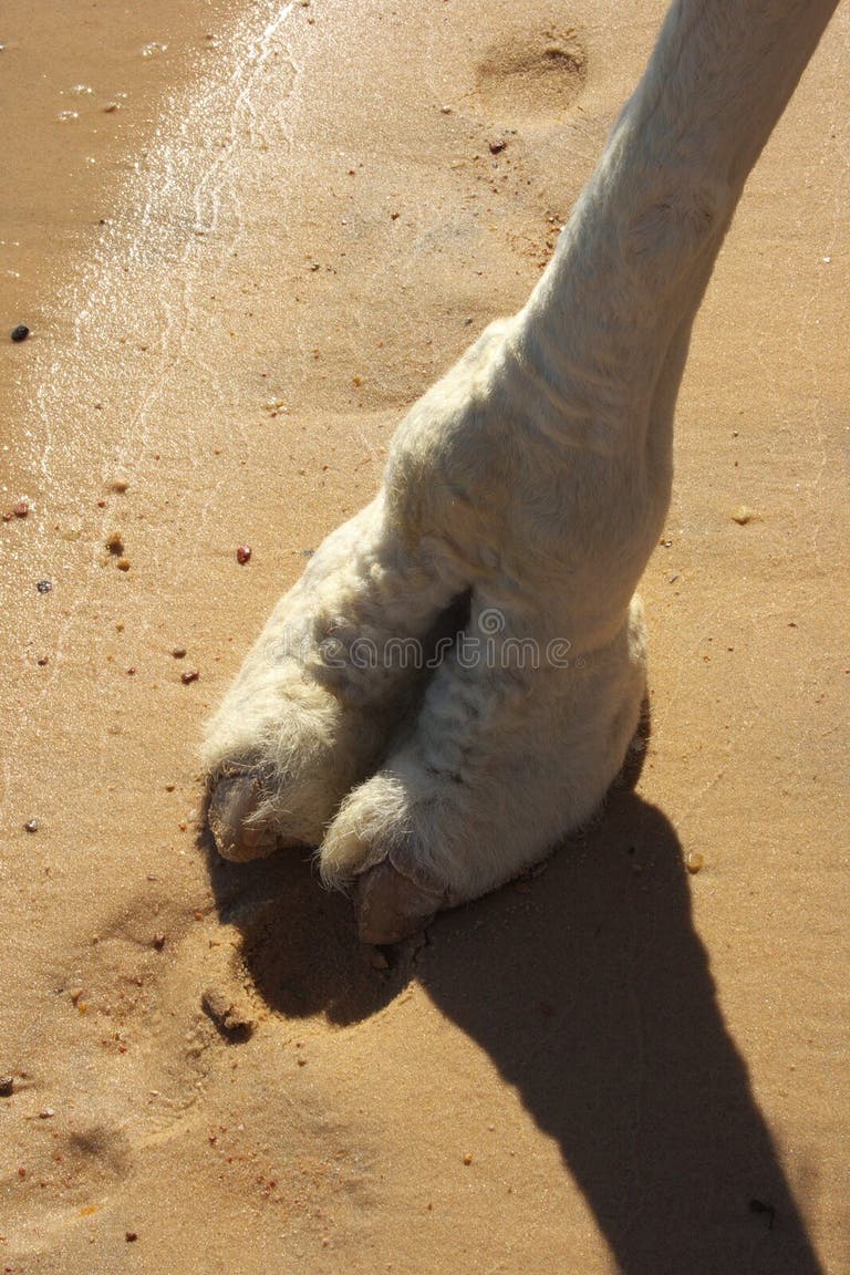 267 Camel Footprint Stock Photos - Free & Royalty-Free Stock Photos ...