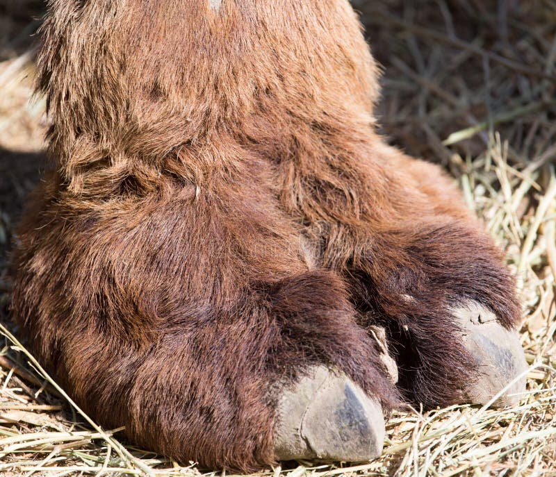 Camel foot stock photo. Image of african, bedouin, mammal - 102577716
