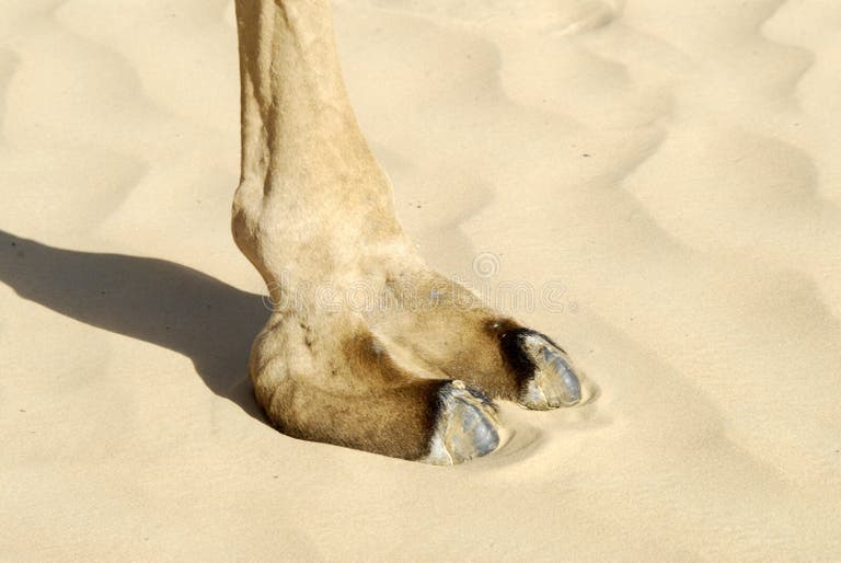 Camels Toe Stock Photos - Free & Royalty-Free Stock Photos from Dreamstime