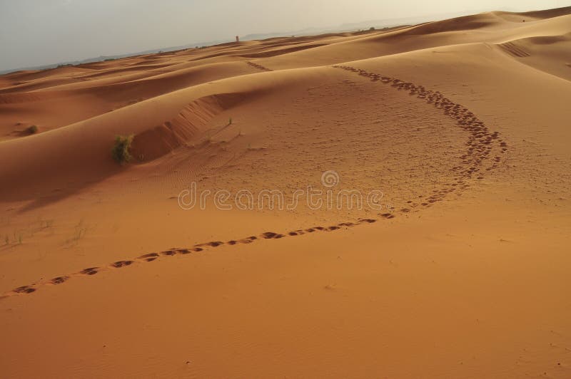 Camel Footprints in the Sand. Stock Photo - Image of arabic, explore ...
