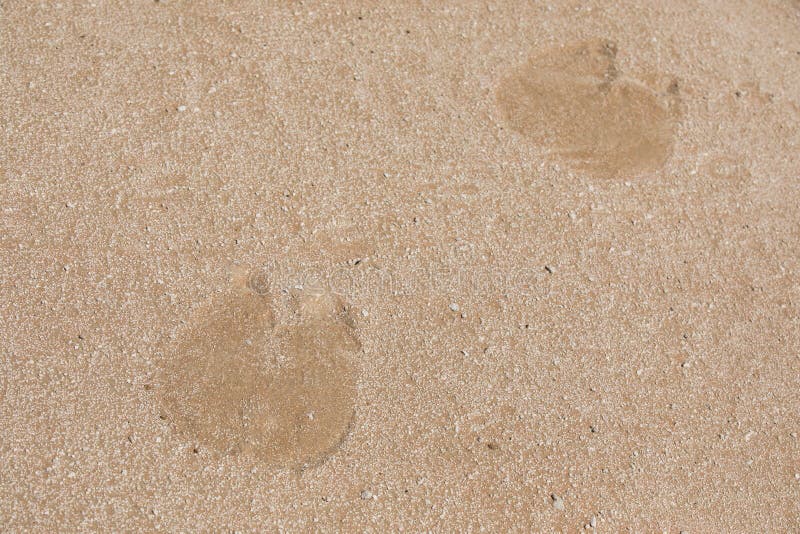 Camel Footprints in the Sand. Stock Photo - Image of arabic, explore ...
