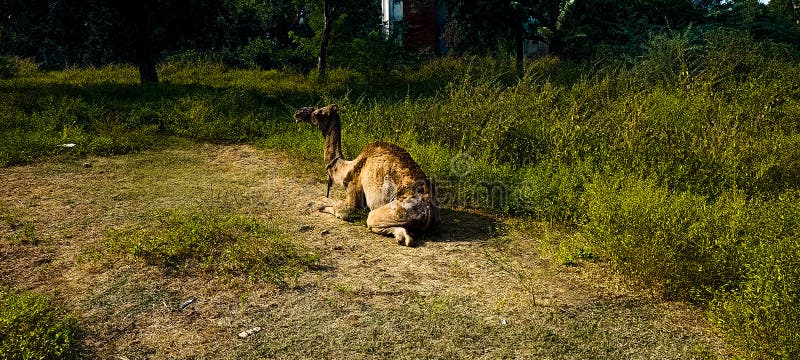 Camel and forest stock photo. Image of tree, jungle - 203556352