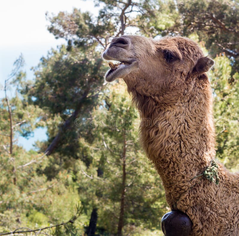 Camel in forest stock photo. Image of place, eating - 117989614