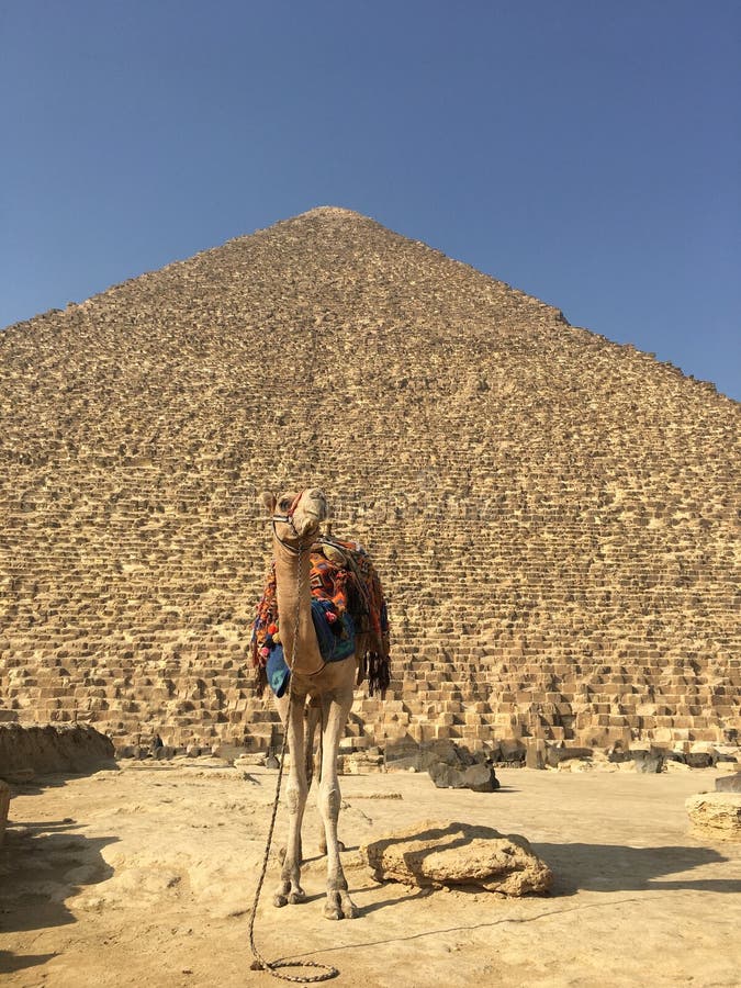Camel in Front of the Great Pyramid, Essence of Egypt Stock Photo ...