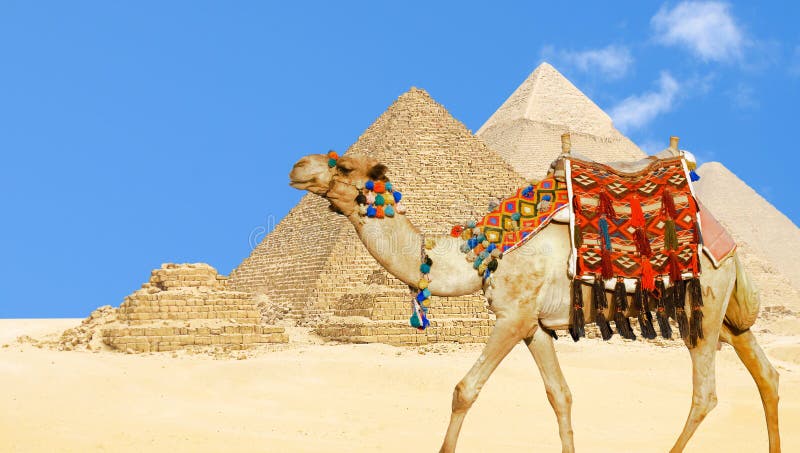 639 Egypt Camel Pyramids Background Stock Photos - Free & Royalty-Free ...
