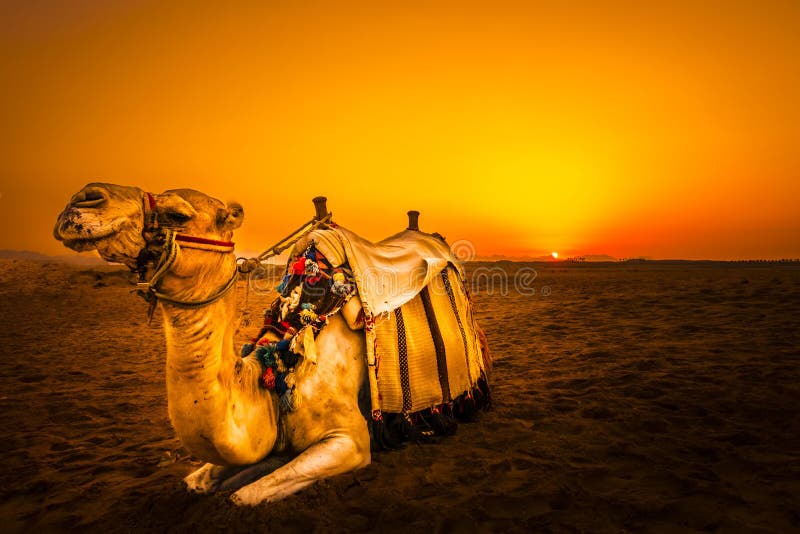 Camel in front of sunset stock image. Image of mediterranean - 58810633